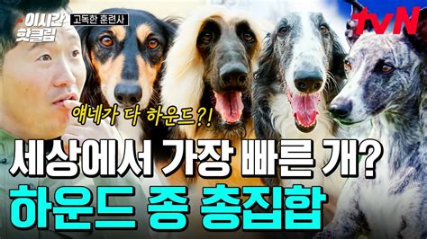 강형욱도 신기하구멍🐶 압도적 스피드 X 뛰어난 시력 X 다부진 몸매 어디에서도 볼 수 없던 하운드 종 총집합 고독한훈련사 Youtube