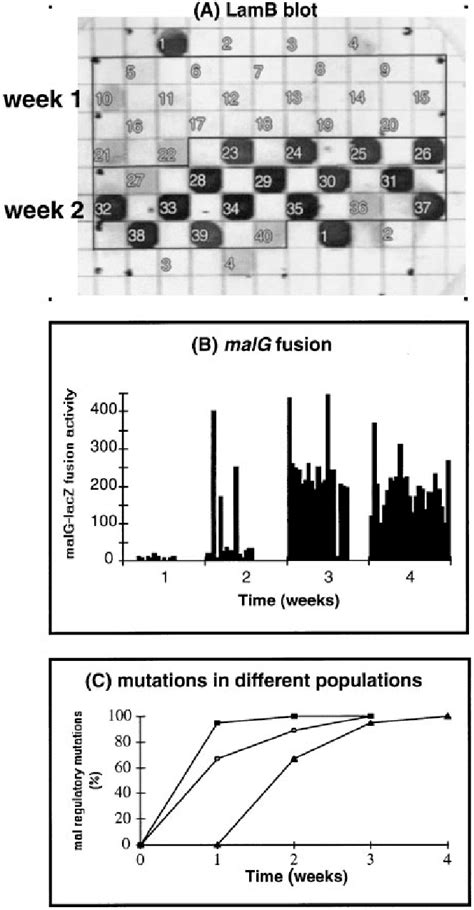 Accumulation Of Mal Regulatory Mutations In Glucose Limited Download Scientific Diagram