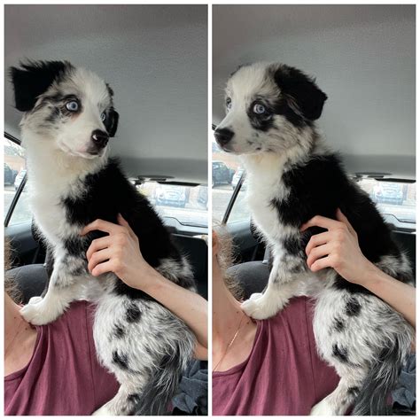 180 best r/miniaussie images on Pholder | Getting a mini Aussie puppy need some tips/tricks ...
