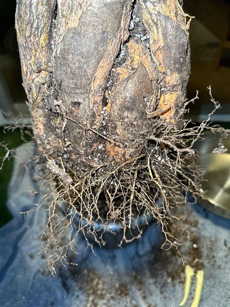 Money Tree Root Rot Rplantclinic