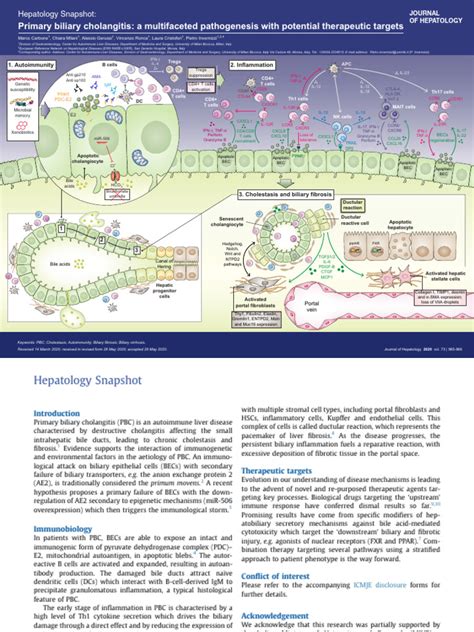 Primary Biliary Cholangitis A Multifaceted Pathogenesis With