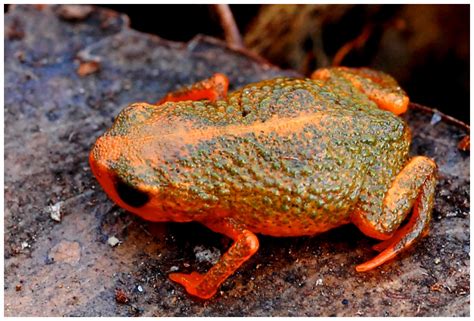 Miniature Frogs Set Record As First Vertebrates To Lose The Ability To