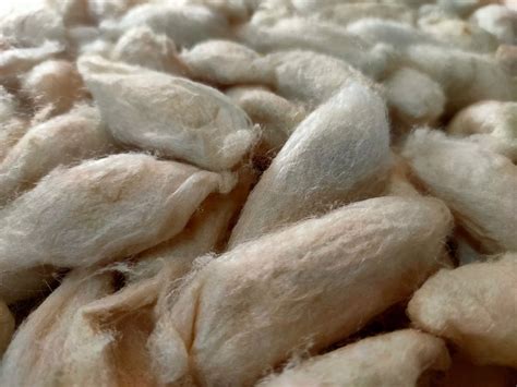 White Eri Silk Cocoon Buy Eri Cocoon Silkrouteindia