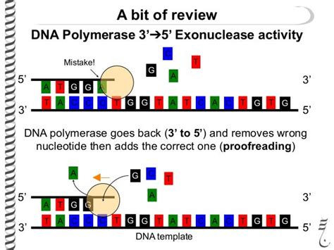 281 Lec10 Replication Process