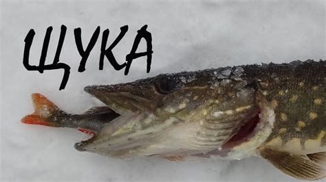 Щука. Кадры поимки щуки в ожидании окончания запрета. - YouTube