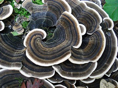 Кориолус разноцветный (Coriolus versicolor) описание фото
