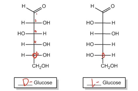 Monosaccharides D And L Isomerism Organic Chemistry Video Clutch Prep