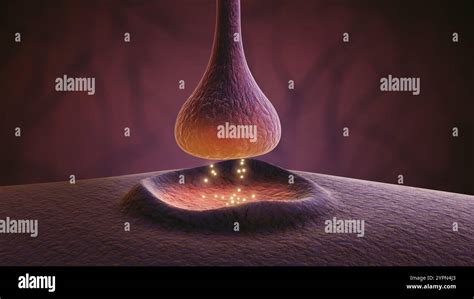 dynamic neural connections facilitating synaptic signal transmission