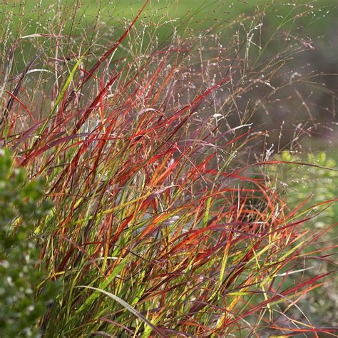 Panicum Virgatum Rotstrahlbusch Woodside Plants And Design