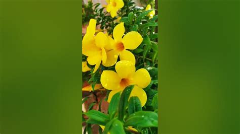 Yellow Allamanda Trending Gardening Trendingshorts Allamanda Viral