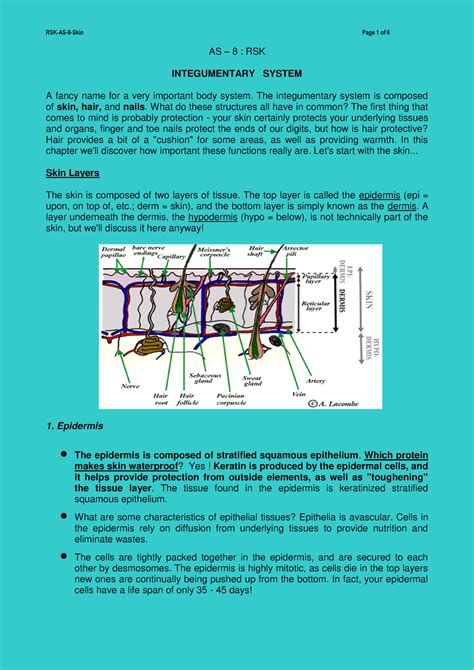 Integumentary System Biology Lecture Notes And Handout AS RSK INTEGUMENTARY SYSTEM A