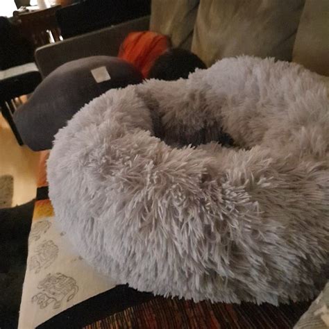 Erm Maybe I Was Wrong About Her Loving The New Kitty Bed R Aww