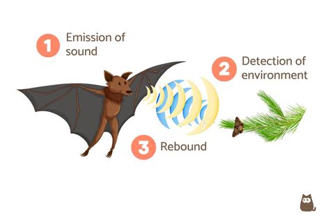 Animals That Use Echolocation List Of Examples With Photos