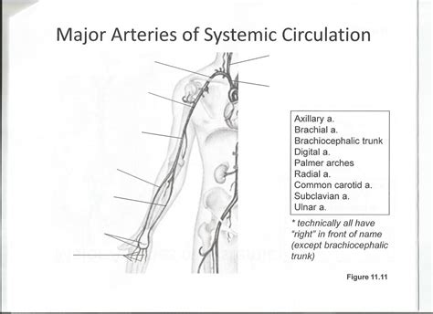 Major Arteries Of Systemic Circulation 2 Diagram Quizlet
