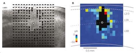 Synaptic Mapping Of Excitatory Inputs To Layer 5 Pyramidal Neurons