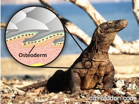 The Ice Age Lizards Of Oz