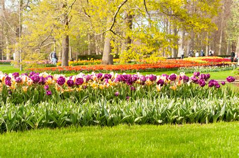 집 밖의 경치 계절 계절의 변화 공공 공원 공원 꽃 꽃무늬 꽃잎 나무 나무 줄기 녹지 느슨한 다채로운 도시의 들판 밝은 벽 봄 사진