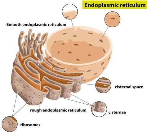 The Surface Of The Endoplasmic Reticulum Is Covered By A Glucose B Dna C Ribosomes D Rna