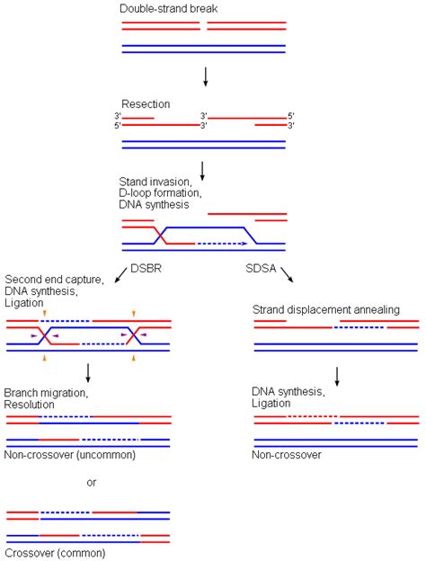 Throw A Stone At Me Homologous Recombination