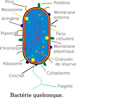 Clipart Bactérie Bacteria