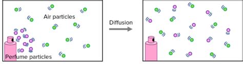 Diffusion Questions And Revision MME