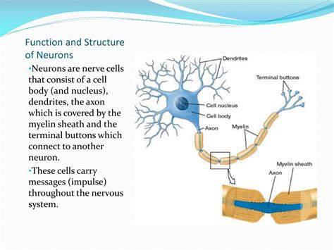Download Free Structure Of Neuron Medicoke