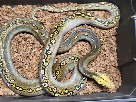 Phantom Motley Reticulated Python By Mid South Serpents Morphmarket