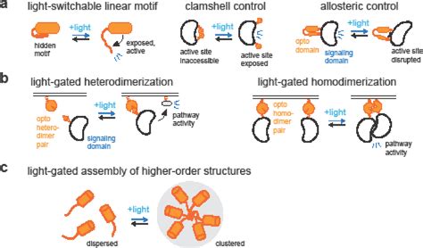 Figure 2 From A Bright Future Optogenetics To Dissect The