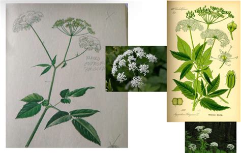 Apiaceae Miříkovité Flashcards Quizlet