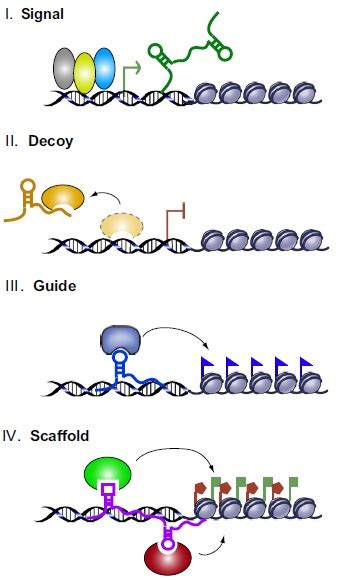 کاربرد Rna های غیر کد کننده شرکت دانش بنیان بافت و ژن پاسارگاد