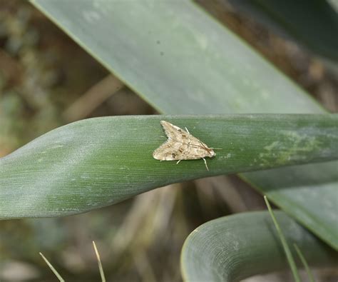 Hellula Undalis Crambidae Butterflies Of Crete