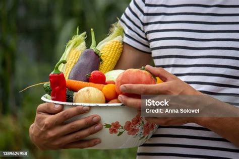 유기농 채소 농부들은 갓 수확한 채소를 손에 들습니다 토마토 건강한 생활방식에 대한 스톡 사진 및 기타 이미지 건강한 생활방식 건강한 식생활 고름 Istock