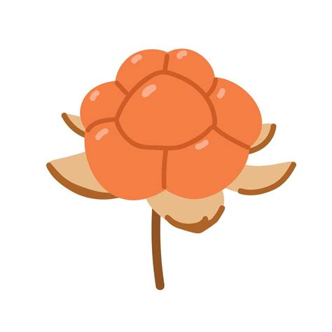 Cloudberry Flat Cartoon Illustration Also Known As Salmonberry