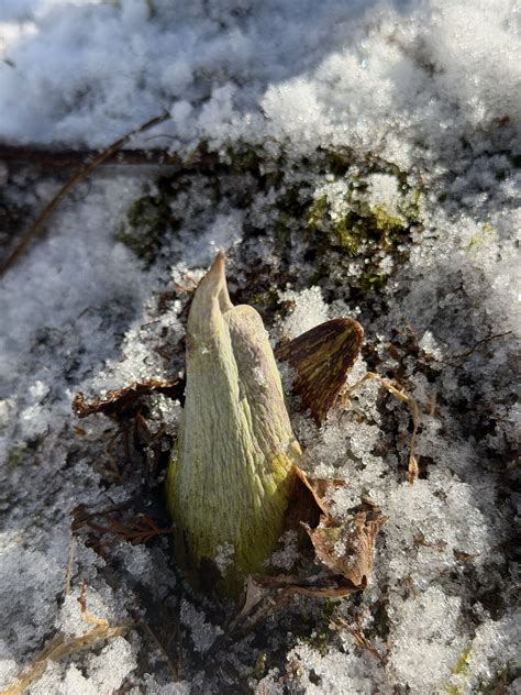 March Plant Of The Month Skunk Cabbage Symplocarpus Foetidus