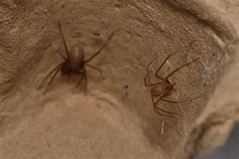 Brown Recluse Spiders In Georgia Where They Live What They Eat How