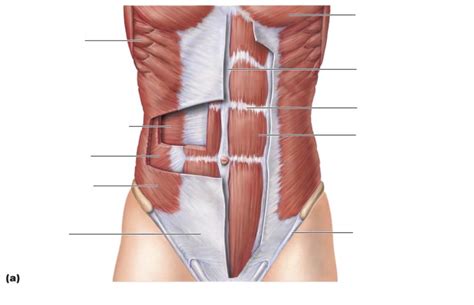 Appendicular Skeleton Labeling Abdominal Diagram Quizlet