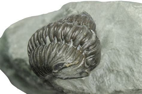 43 Partially Enrolled Flexicalymene Trilobite Mt Orab Ohio 248603 For Sale