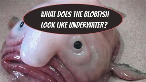 THIS IS WHAT THE BLOBFISH LOOKS LIKE UNDERWATER YouTube