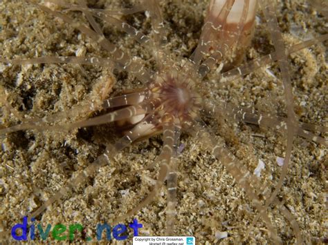 Edwardsia Sp01 Sand Anemone Burrowing Sea Anemone