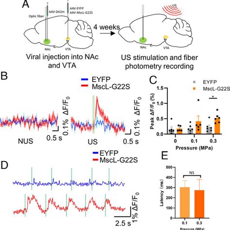 Selective Activation Of Mesolimbic Pathway By Mscl Sonogenetics Enables
