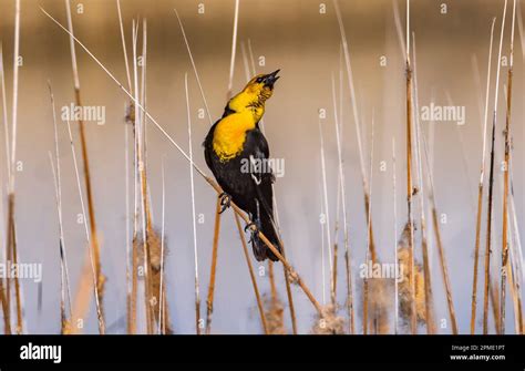 A Male Yellow Headed Blackbird Xanthocephalus Xanthocephalus Sings