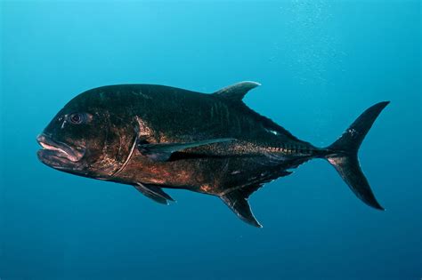 Caranx ignobilis