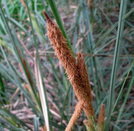 San Diego Sedge Carex Spissa Moosa Creek Nursery