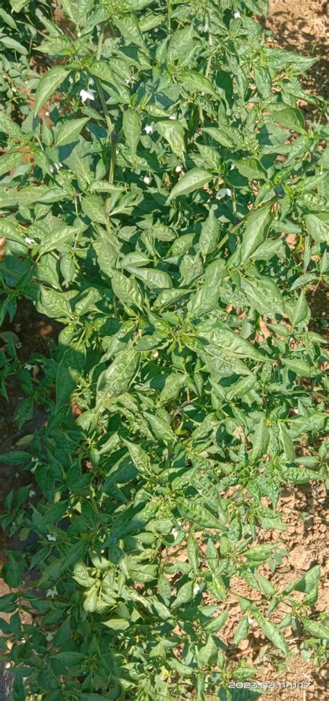 Field Activities Perfect Cropscience Pvt Ltd