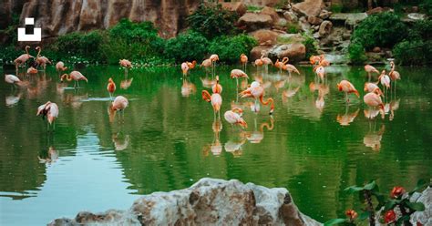 물가에 있는 분홍색 플라밍고 무리 사진 Unsplash의 무료 빈펄 파크 이미지