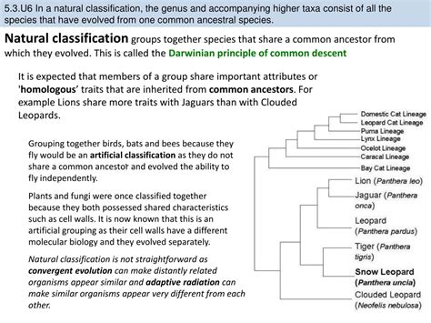Ppt 5 3 Classification Of Biodiversity Powerpoint Presentation Free Download Id 8876061