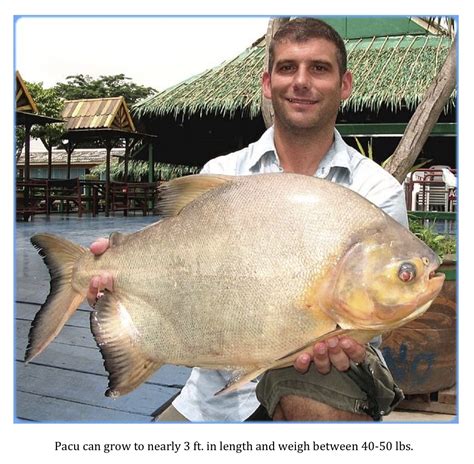 Red Belly Pacu Fish What Is Better Than Catching One Giant Pacu