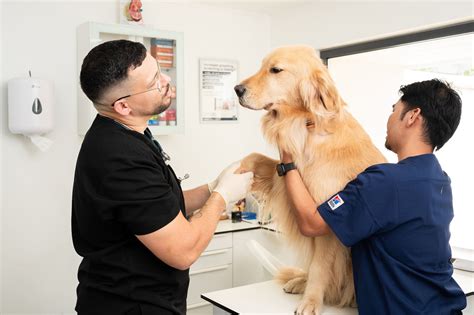 A Complete Guide To Catnip Benefits Uses And How Cats React