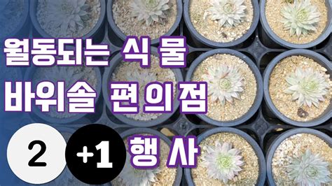 전국 노지월동 가능한 바위솔판매 21 편의점 행사 색슨금 바리에가타레몬그라스애드워드볼즈커피 일시적 한정