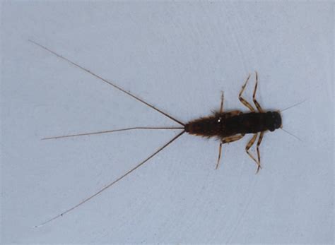 Order Ephemeroptera